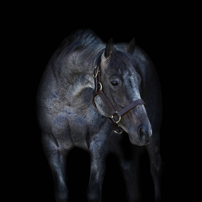 Stallion Station - SDP Buffalo Ranch