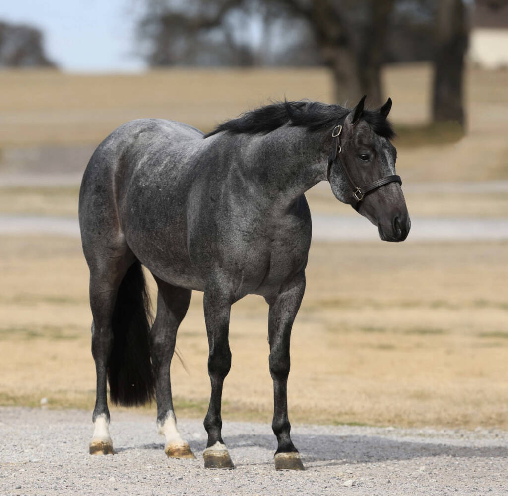 BOONIFIED - SDP Buffalo Ranch