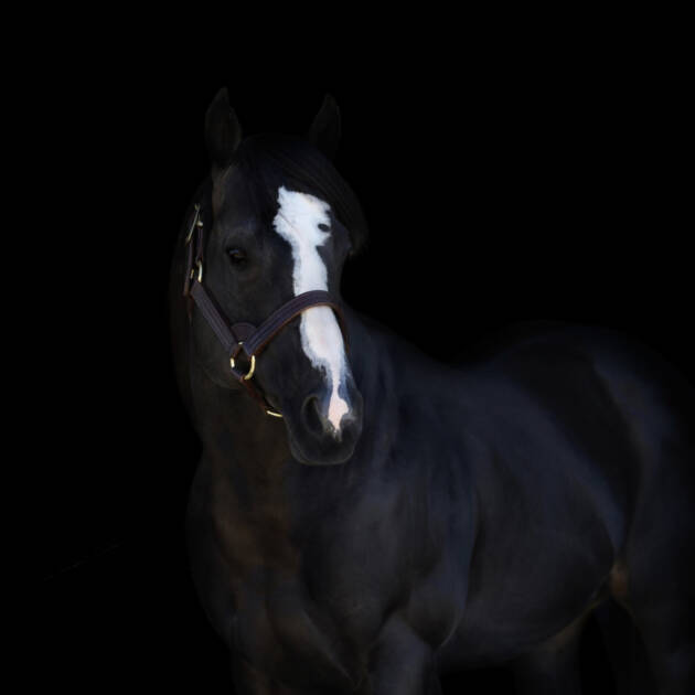 Stallion Station - SDP Buffalo Ranch