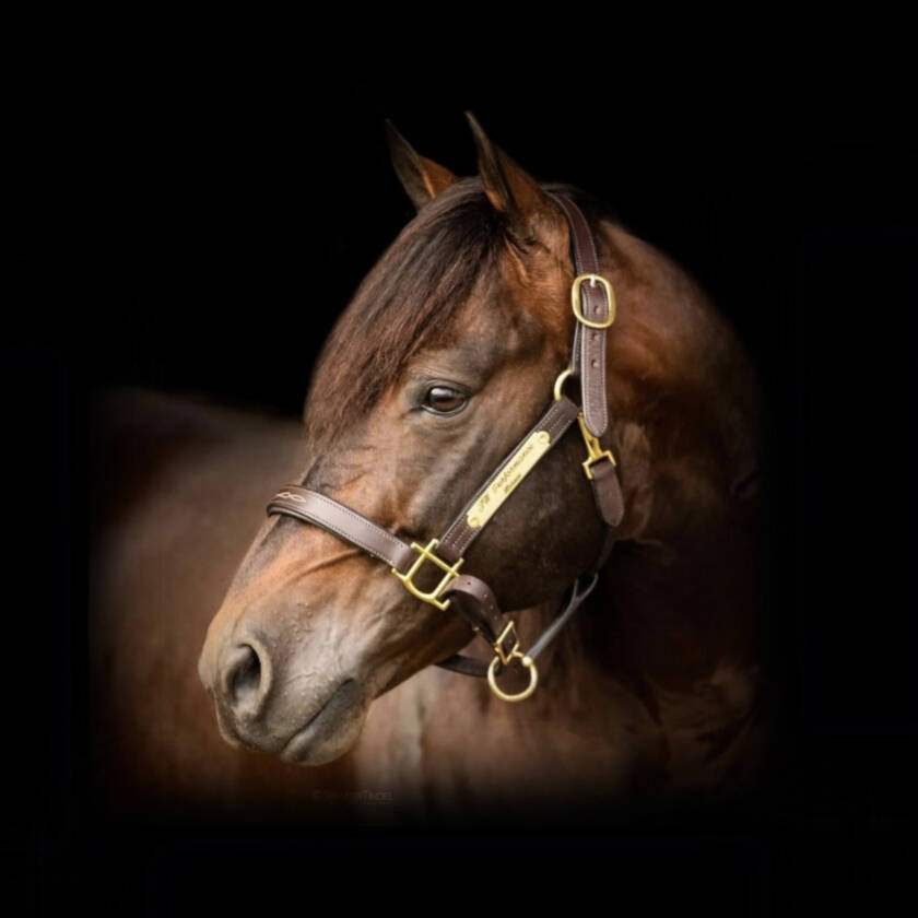 Stallion Station - SDP Buffalo Ranch