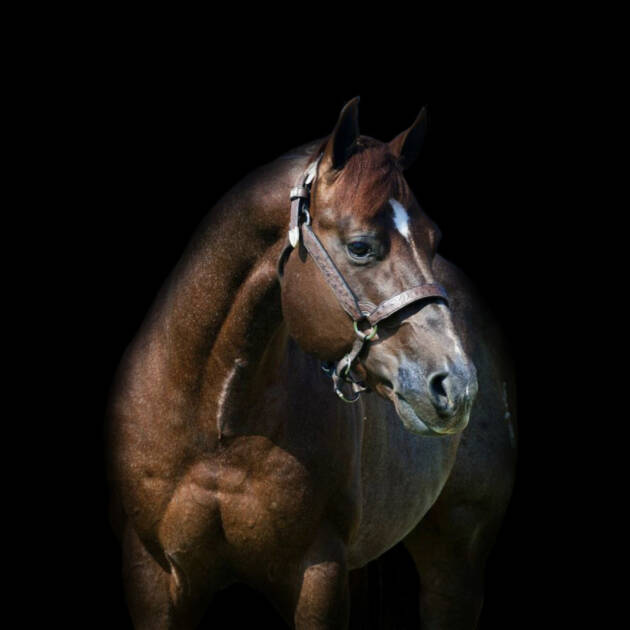 Stallion Station - SDP Buffalo Ranch