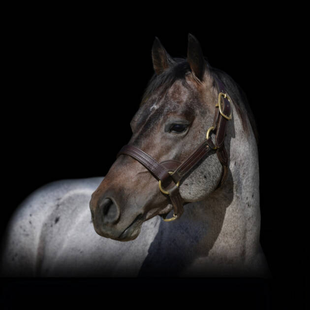 Stallion Station - SDP Buffalo Ranch