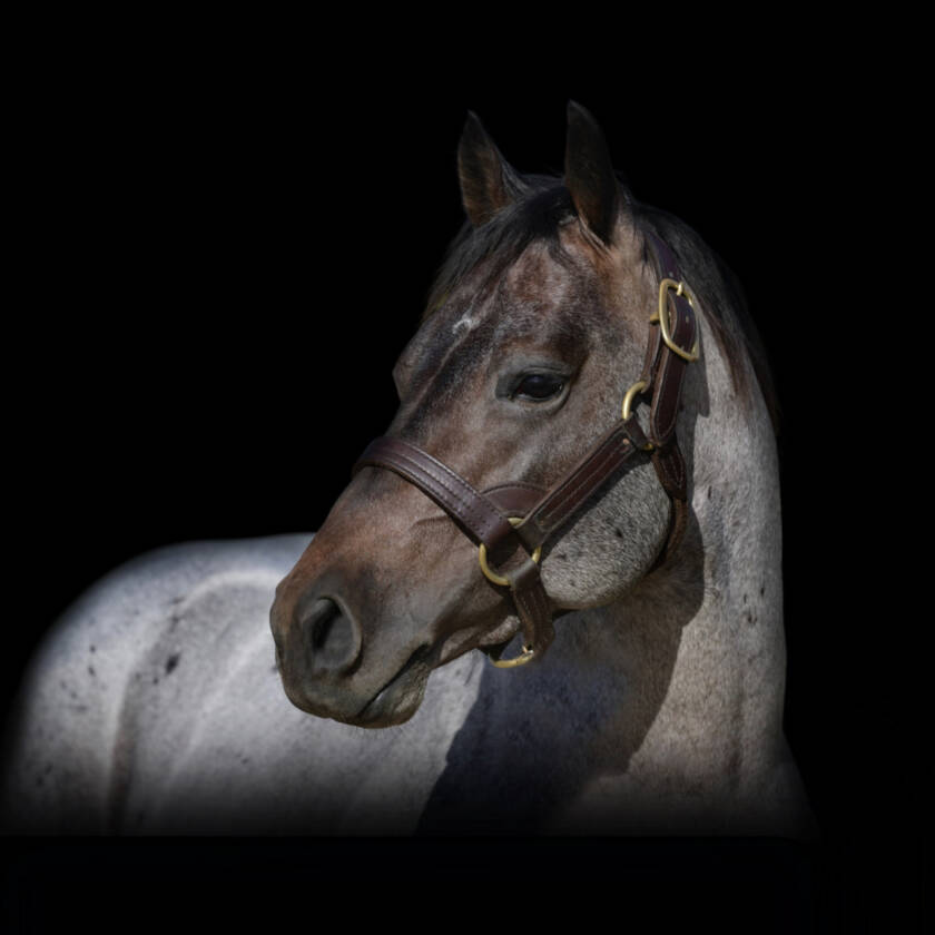 Stallion Station - SDP Buffalo Ranch