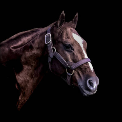 Stallion Station - SDP Buffalo Ranch