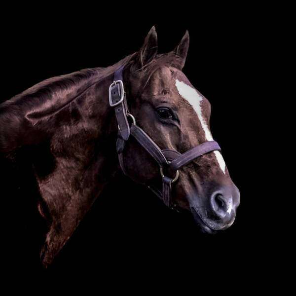 Stallion Station - SDP Buffalo Ranch