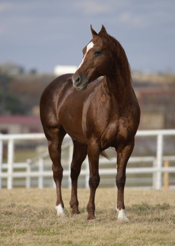 DUALIN BOON - SDP Buffalo Ranch