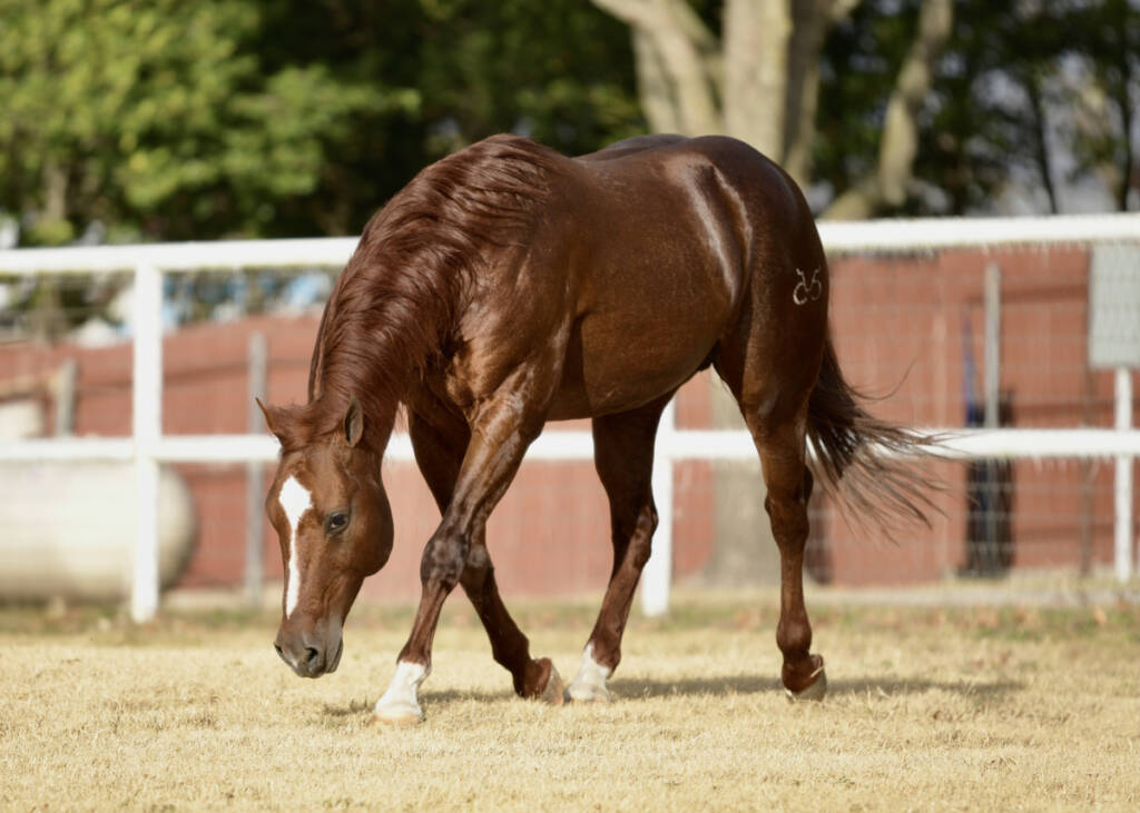 DUALIN BOON - SDP Buffalo Ranch