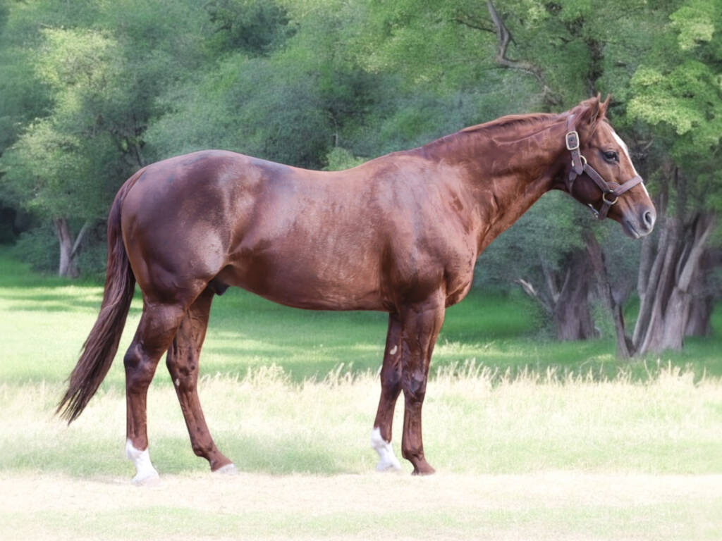 DUALIN BOON - SDP Buffalo Ranch