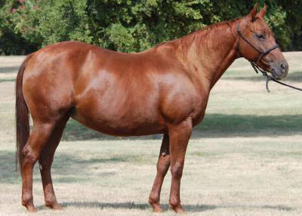 TR DUAL REY - SDP Buffalo Ranch