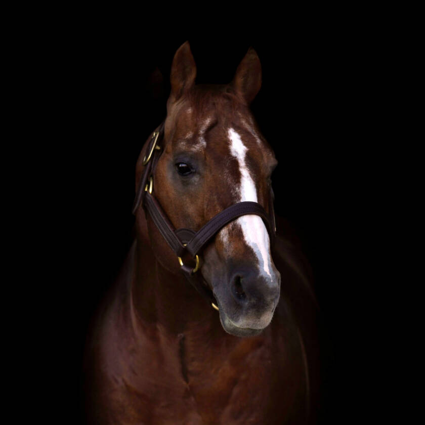 Stallion Station - SDP Buffalo Ranch