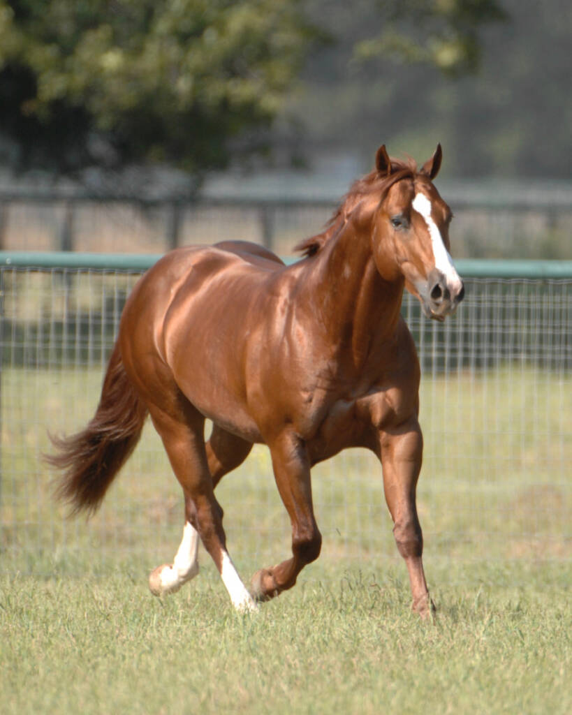 HYDRIVE CAT - SDP Buffalo Ranch