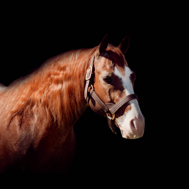 Stallion Station - SDP Buffalo Ranch