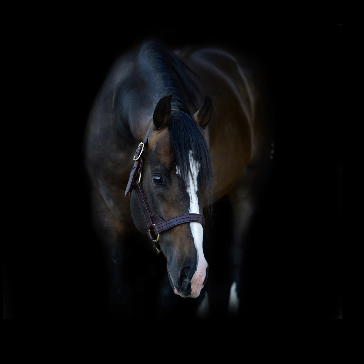 MIDNIGHT COOL - SDP Buffalo Ranch