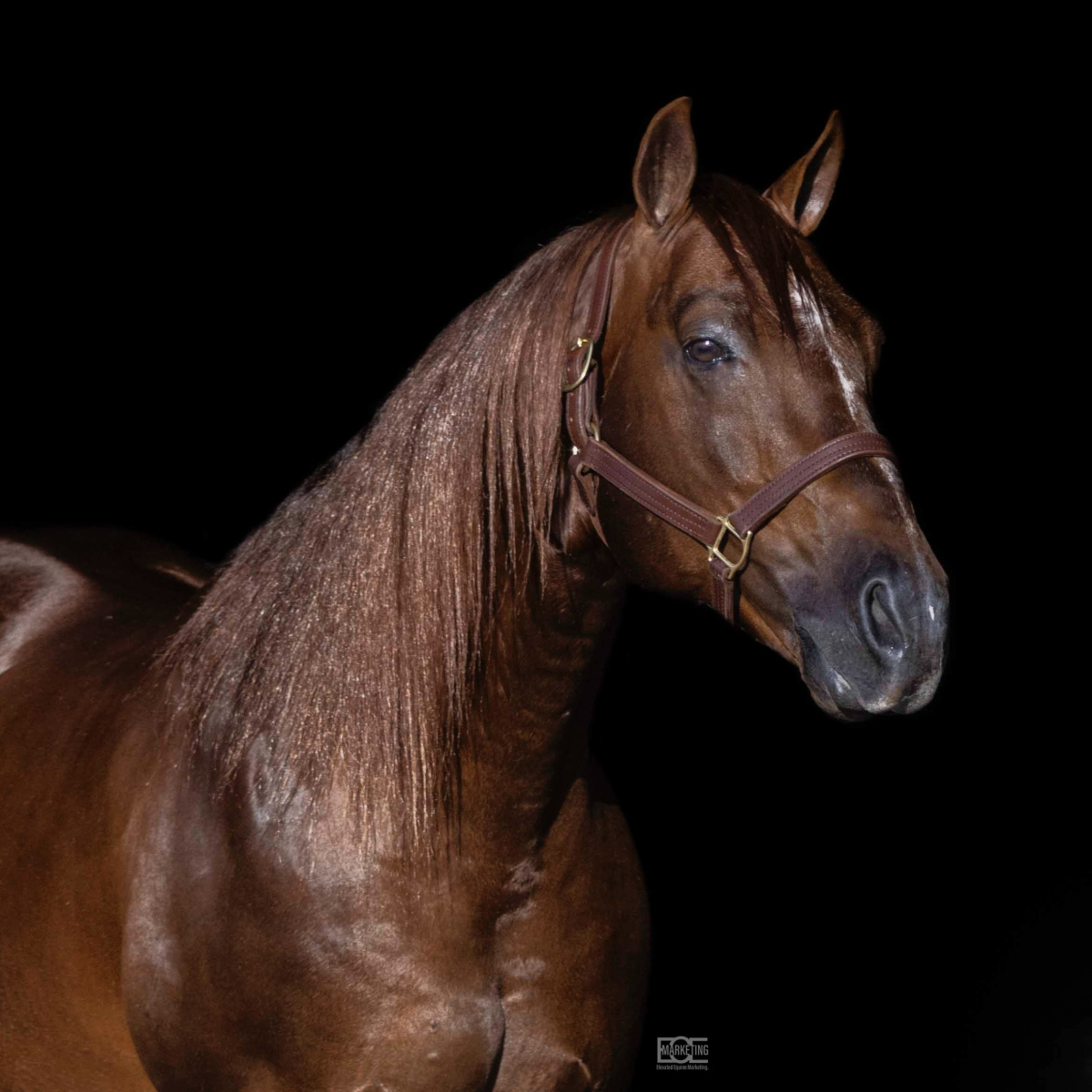 PEDEL TO THE METALL - SDP Buffalo Ranch