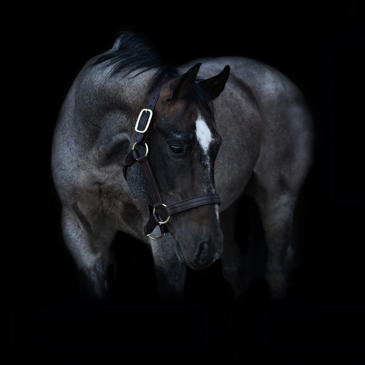 PEPTOS STYLISH OAK - SDP Buffalo Ranch