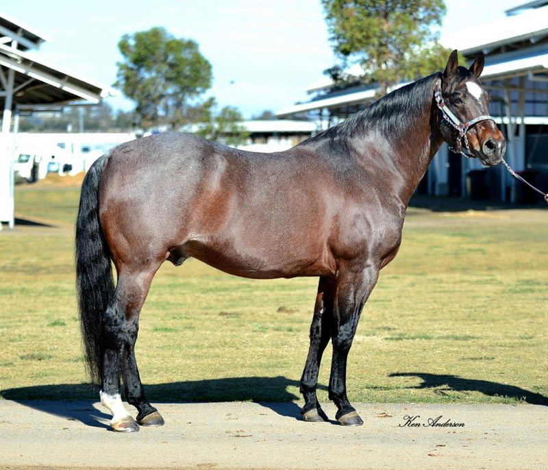 PEPTOS STYLISH OAK - SDP Buffalo Ranch