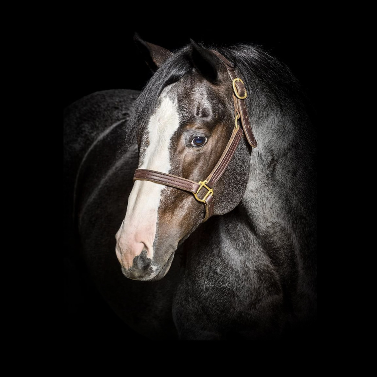 REDWHITEANDBLUE BOON - SDP Buffalo Ranch