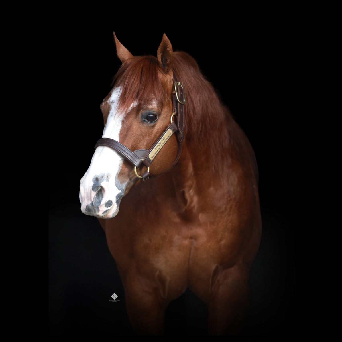 STYLIN CAT - SDP Buffalo Ranch