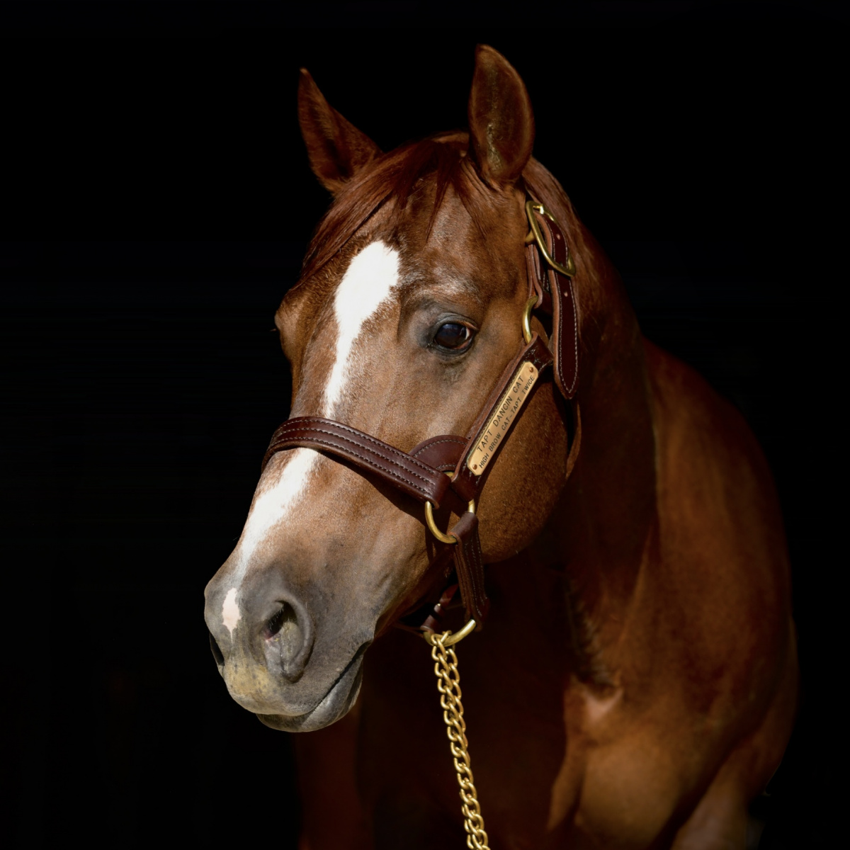 TAPT DANCIN CAT - SDP Buffalo Ranch