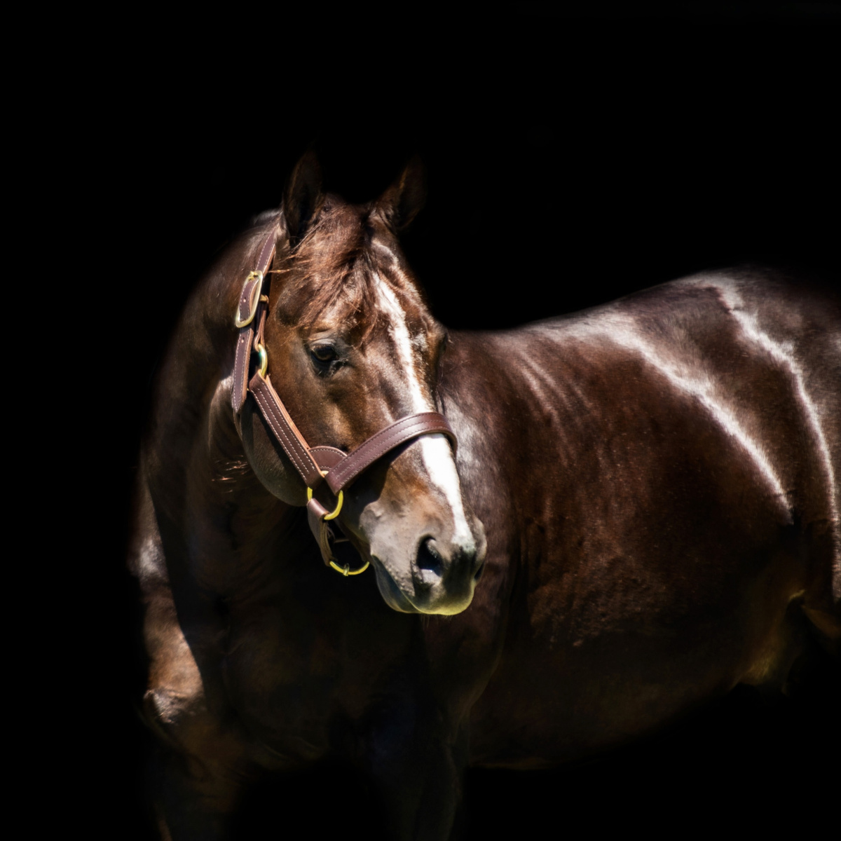 THIRD CUTTING - SDP Buffalo Ranch