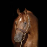 TR DUAL REY - SDP Buffalo Ranch