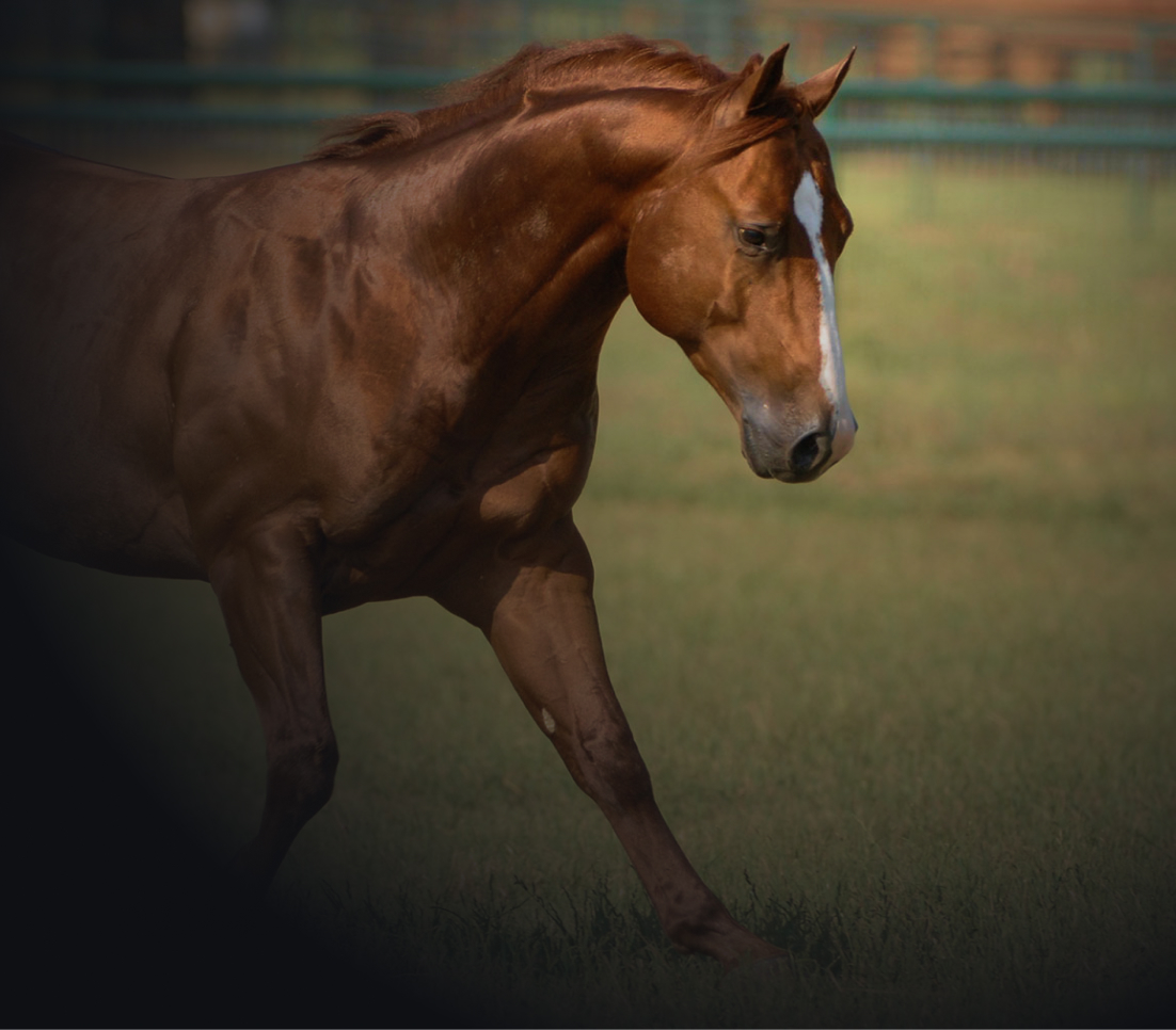 Home - SDP Buffalo Ranch