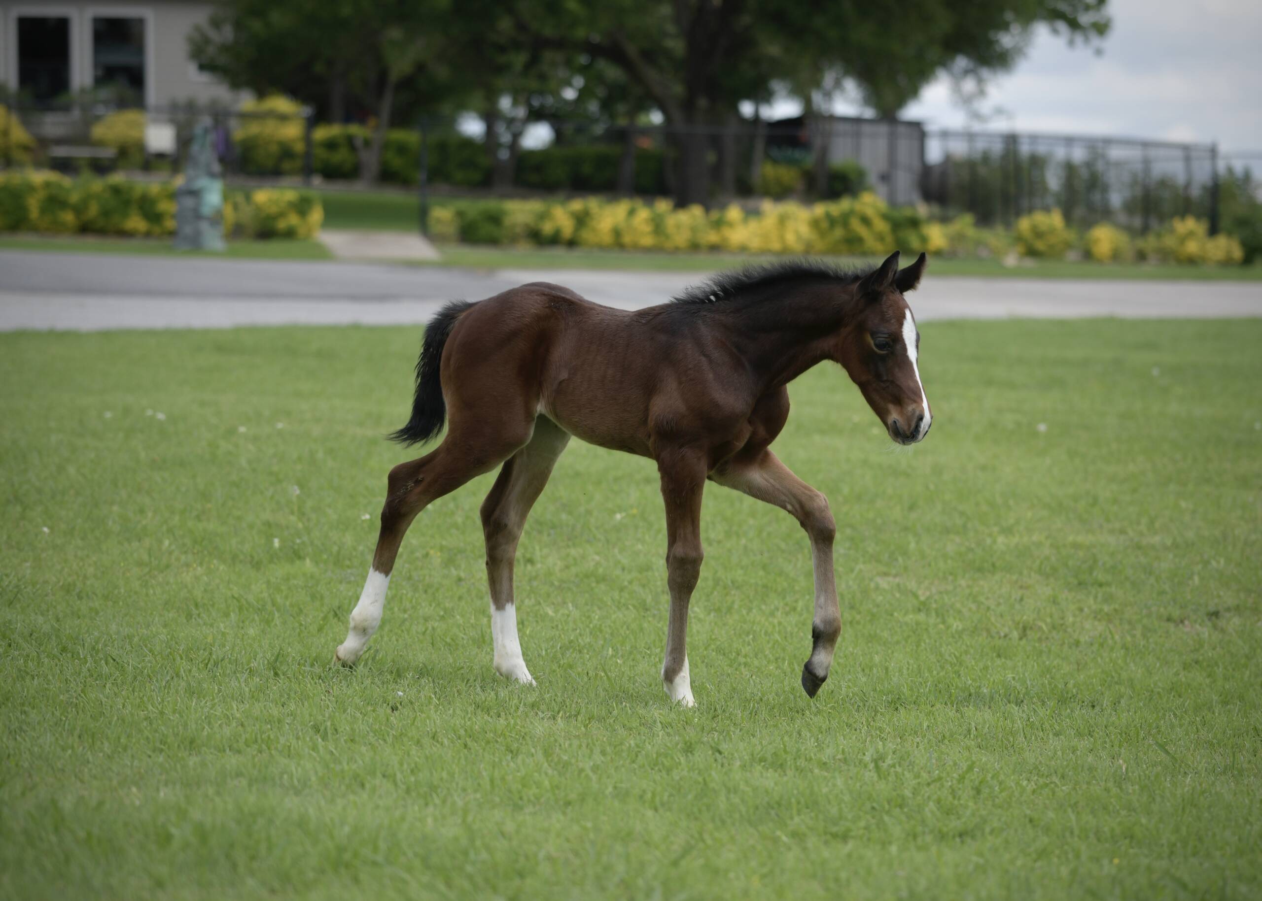 SDP FLASHYIST - SDP Buffalo Ranch