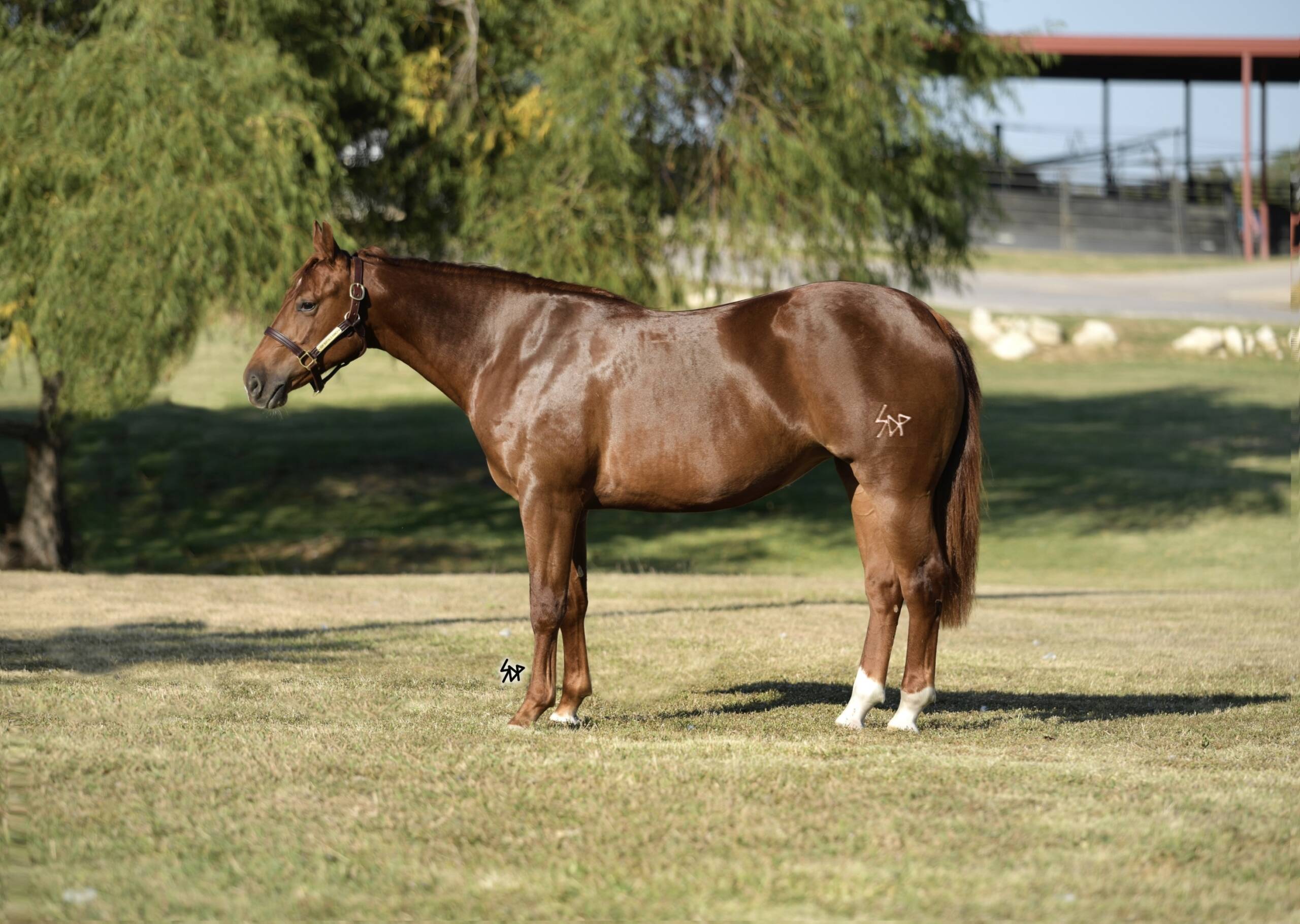 SDP VOGUE - SDP Buffalo Ranch