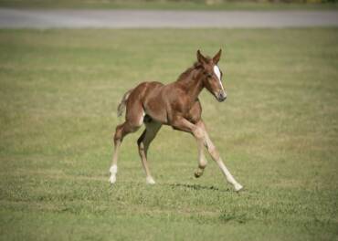 Horses for Sale - SDP Buffalo Ranch