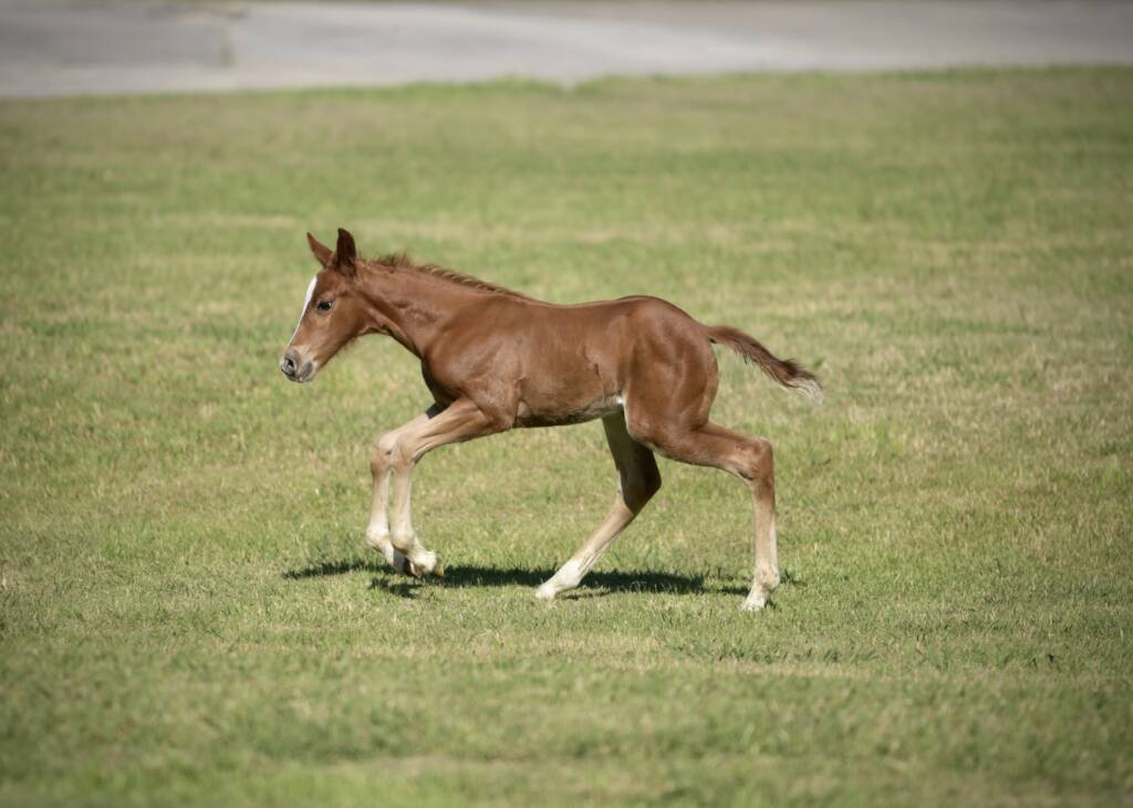 Cha Ching And Change x Dual Rey - SDP Buffalo Ranch