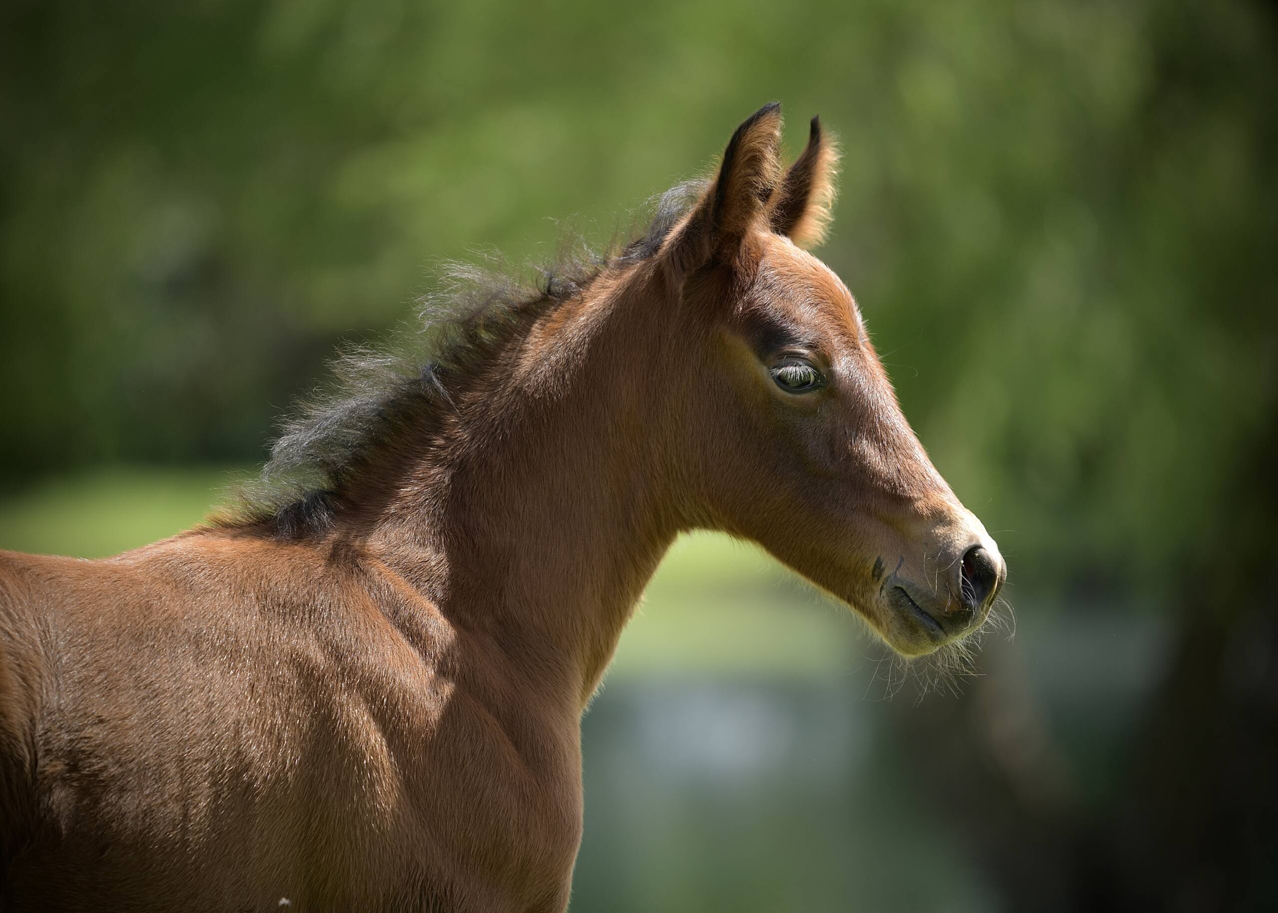 SDP SMOKE SIGNALS - SDP Buffalo Ranch