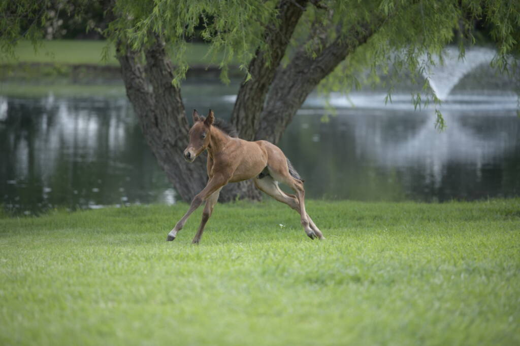 SDP SMOKE SIGNALS - SDP Buffalo Ranch