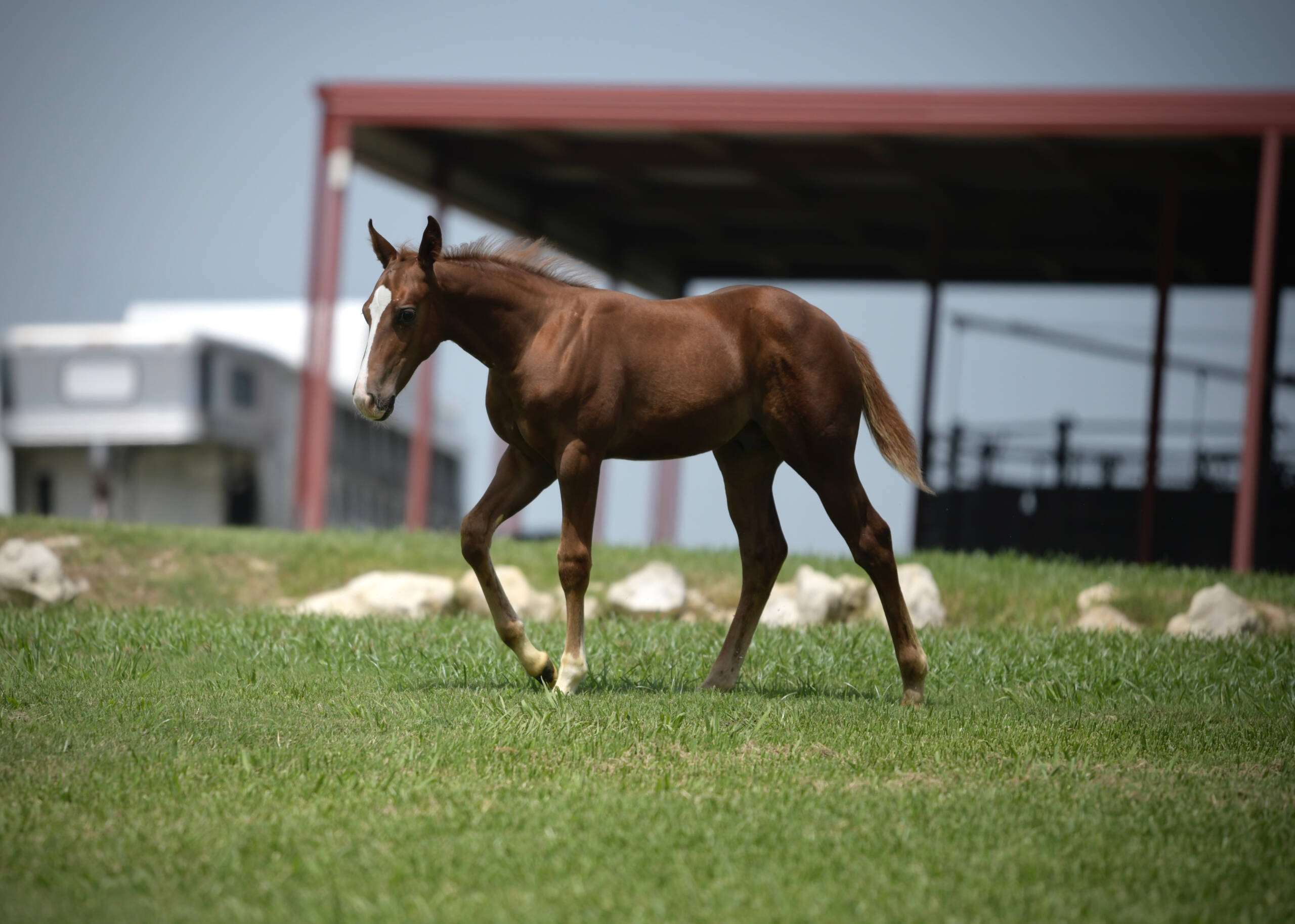 Swing Thru The Drive x Dont Stopp Believin - SDP Buffalo Ranch