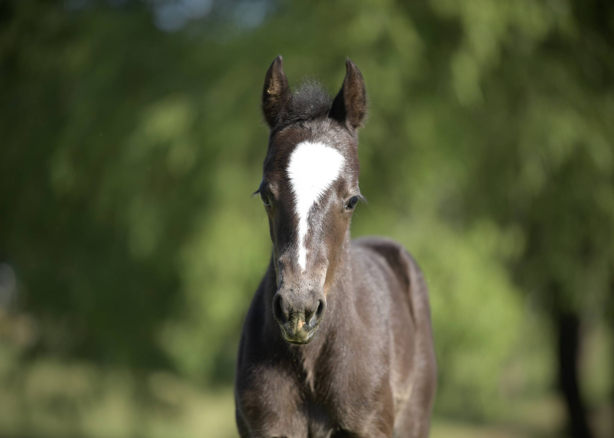 SDP CATWOMANN - SDP Buffalo Ranch