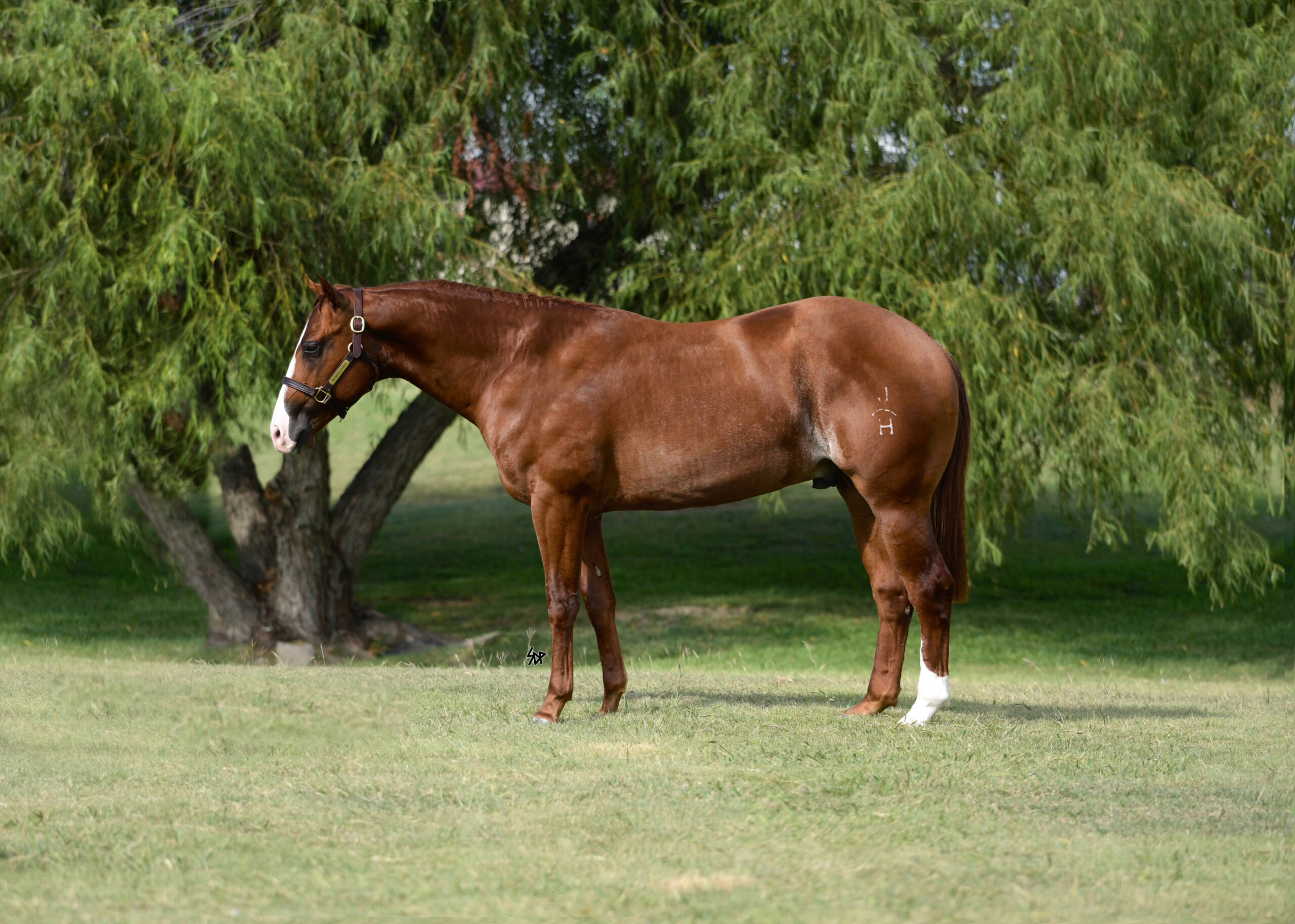 UNDERCUVER - SDP Buffalo Ranch