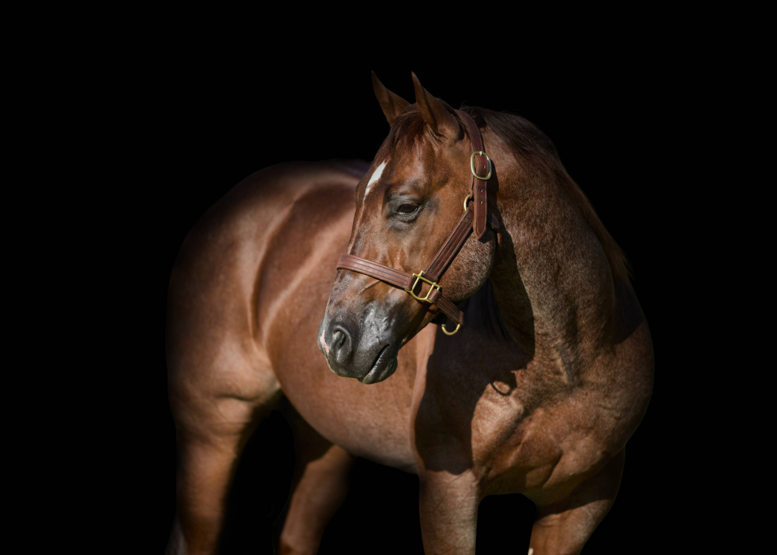 VON SPARTACUS - SDP Buffalo Ranch