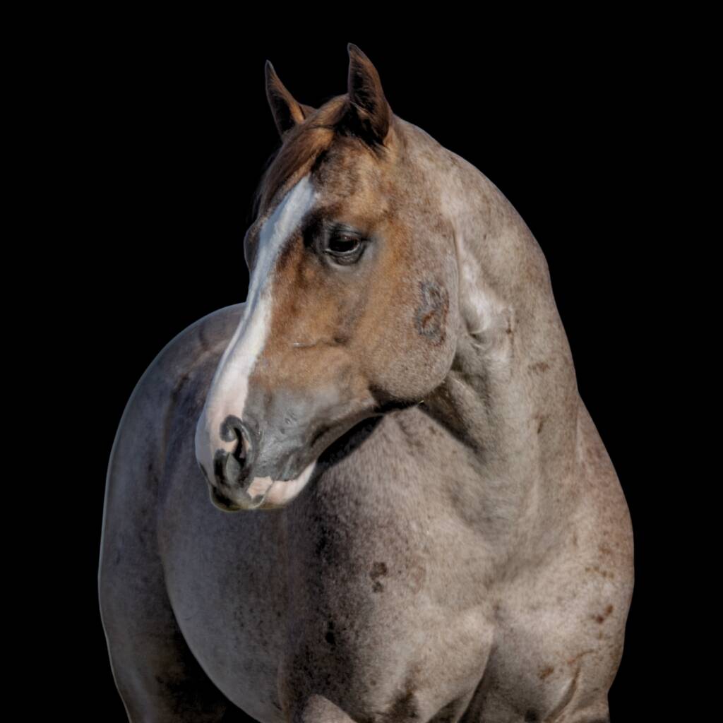 Stallion Station - SDP Buffalo Ranch